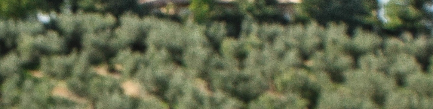 Frascati Wine Tours and Food Experiences | Near Rome